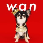 もふもふM!LKが踊る「wan」リリース！「イイじゃん」に続く予想裏切りソング